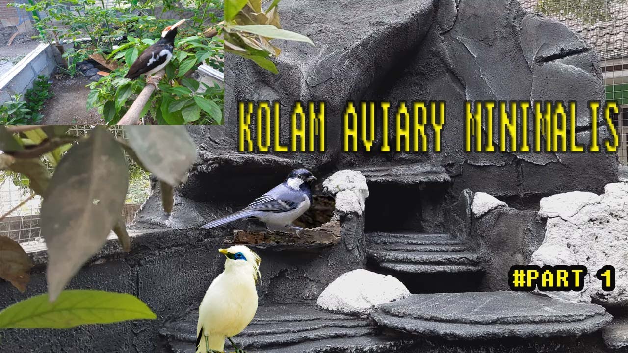 MEMBUAT KOLAM AVIARY MINIMALIS ||PART 1 - YouTube
