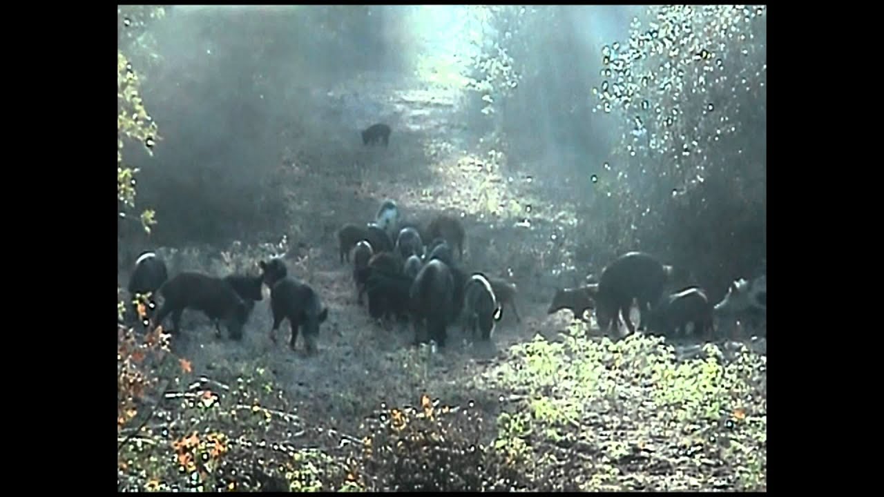 Hog Hunt - Hogs surprised by propane explosion - YouTube