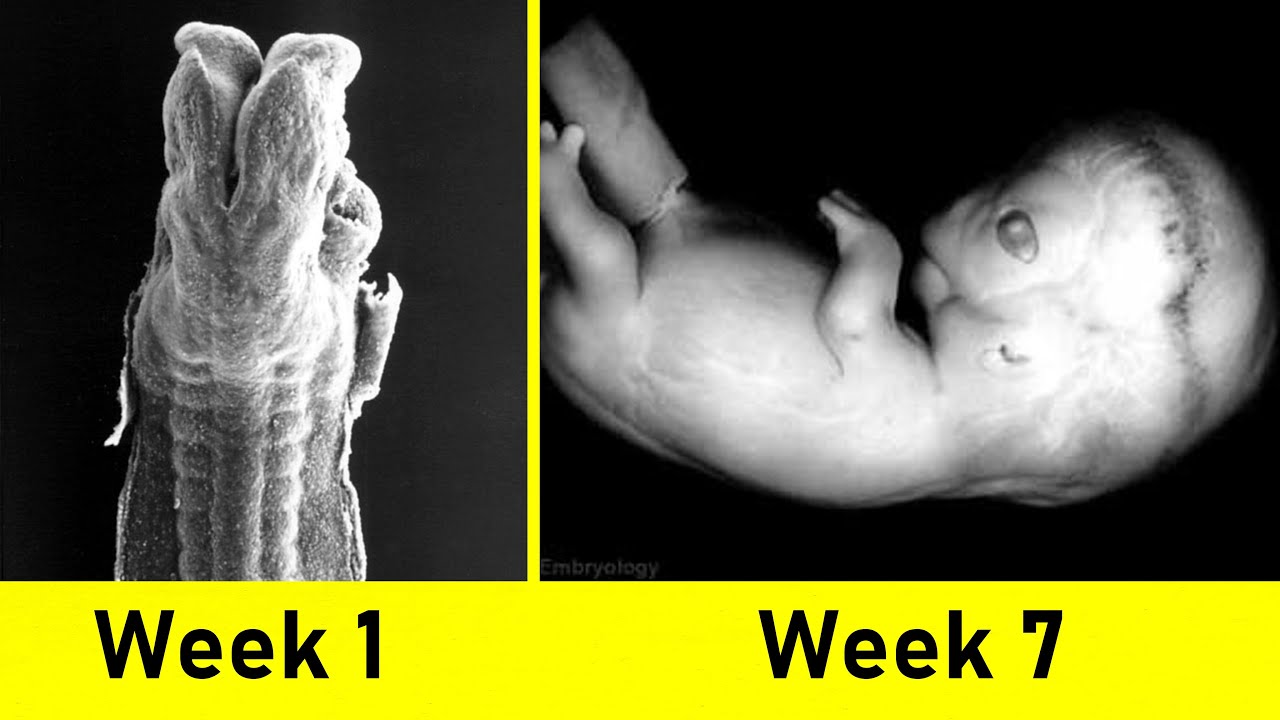 Time-lapse of Embryo Development! Week 1 to 7! - YouTube