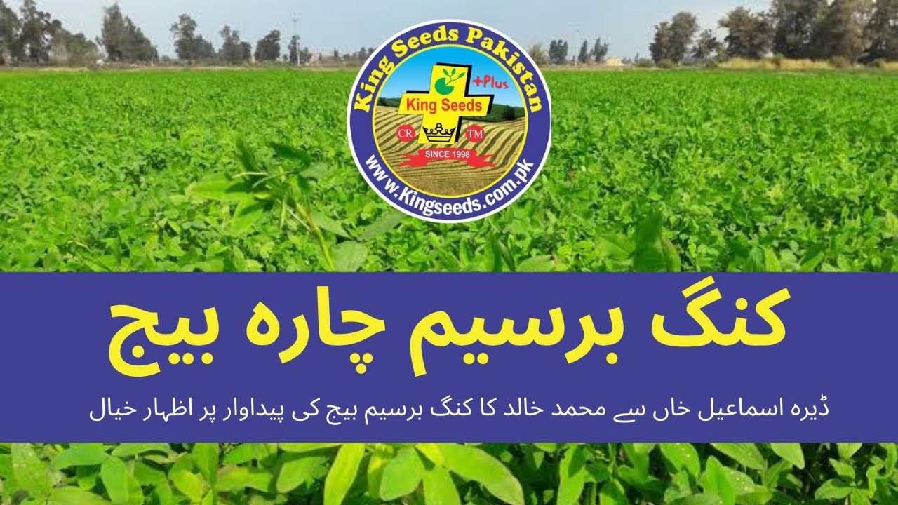 Barseem fodder seed/ Barseem Clover germination and growth/farmer ...