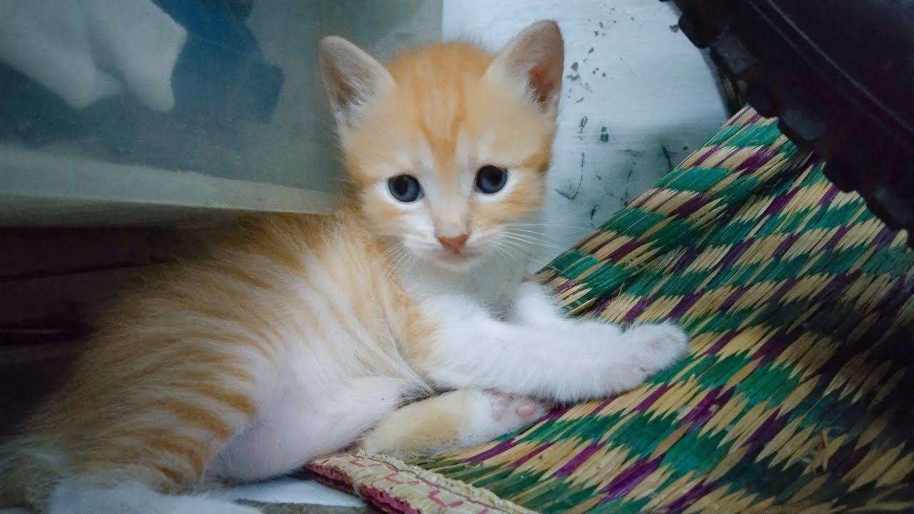 Cute kitten 🐱🐈| bayi kucing yang super aktif - YouTube
