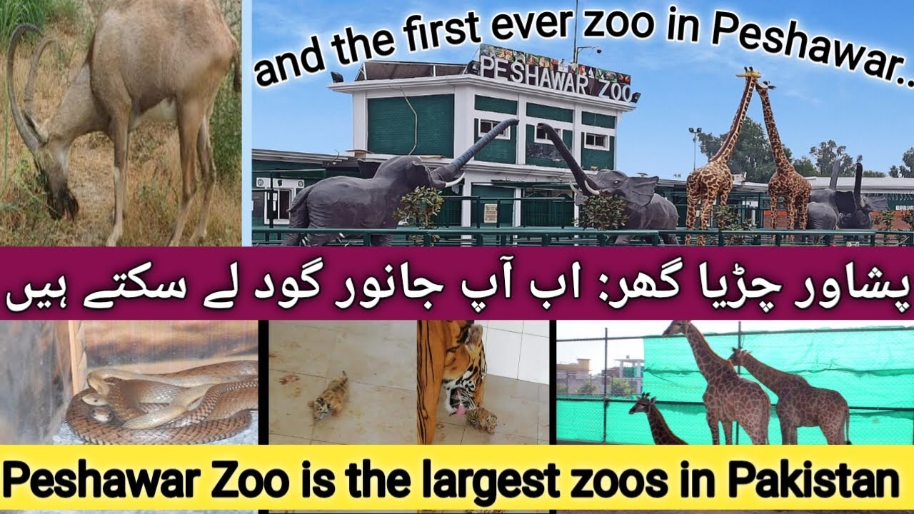 Peshawar Zoo!wild Animals in Peshawar Zoo. Letest video on Peshawar Zoo ...