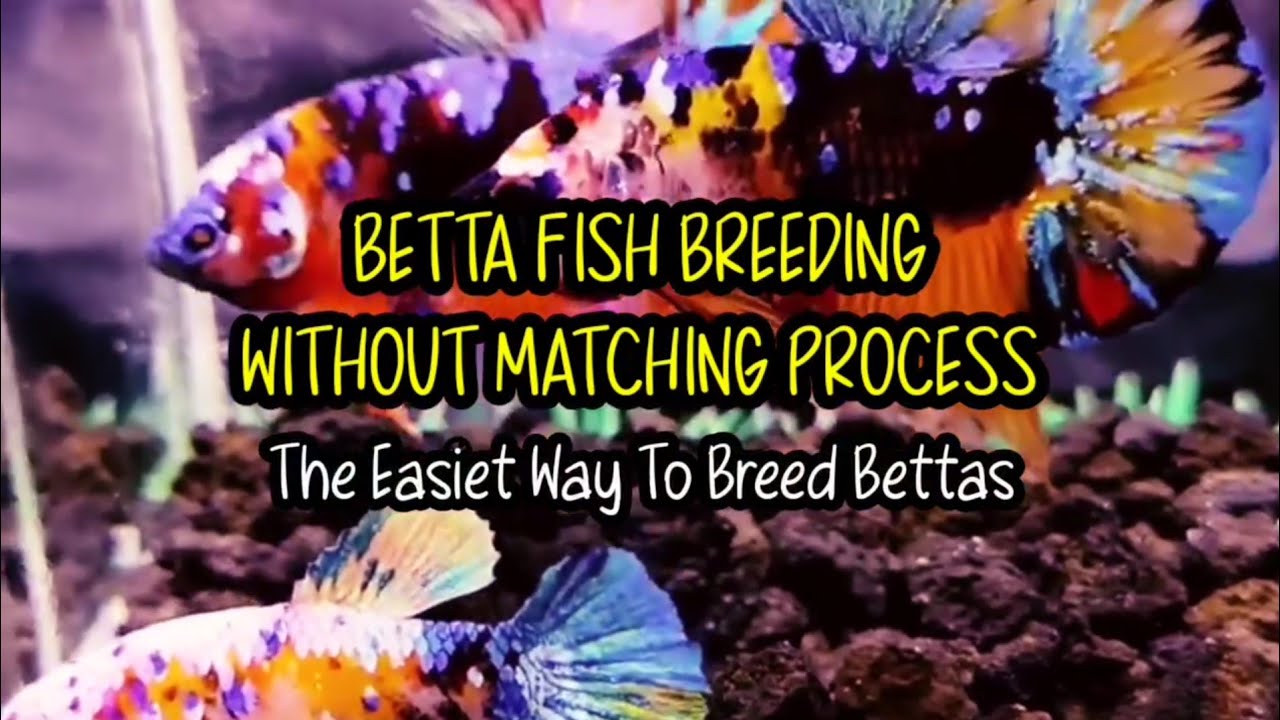 How To : Breeding Betta Fish Without Matchmaking Process - YouTube