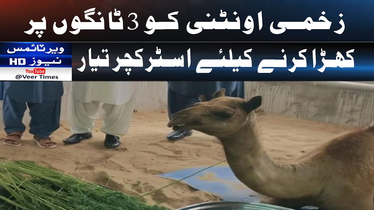 Structure ready to support injured camel on 3 legs| Daily veer times ...
