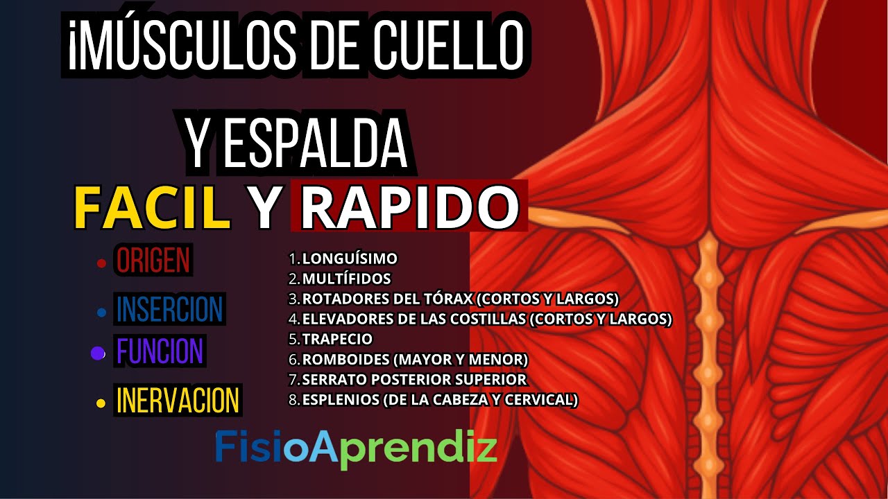 ¡Aprende los Músculos del Cuello y Espalda de Forma Clara y Precisa ...