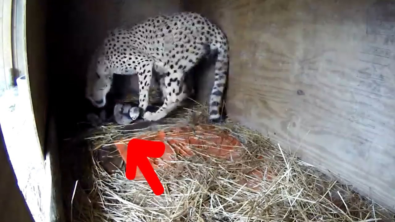 Cheetah Gives Birth to Two Cubs. But Then Something Incredible Happens ...