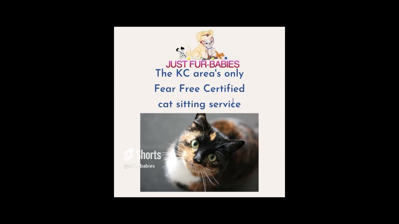 Kansas City's Premiere Professional Cat Sitting Service - YouTube