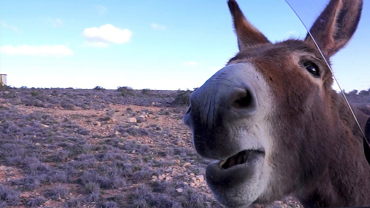 Dollar the Donkey. Dom Blake - YouTube