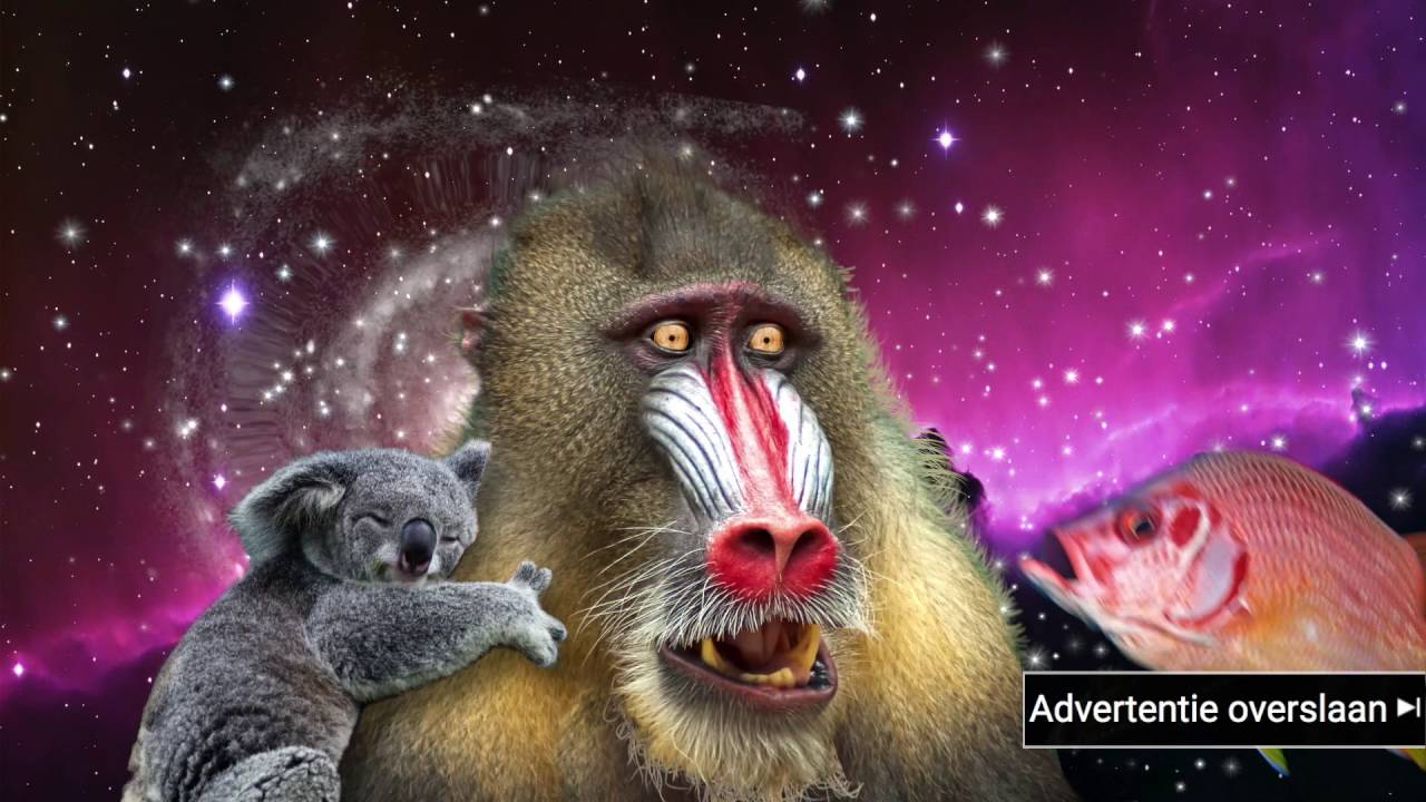 Kapaza - Monkey (Preroll) - YouTube