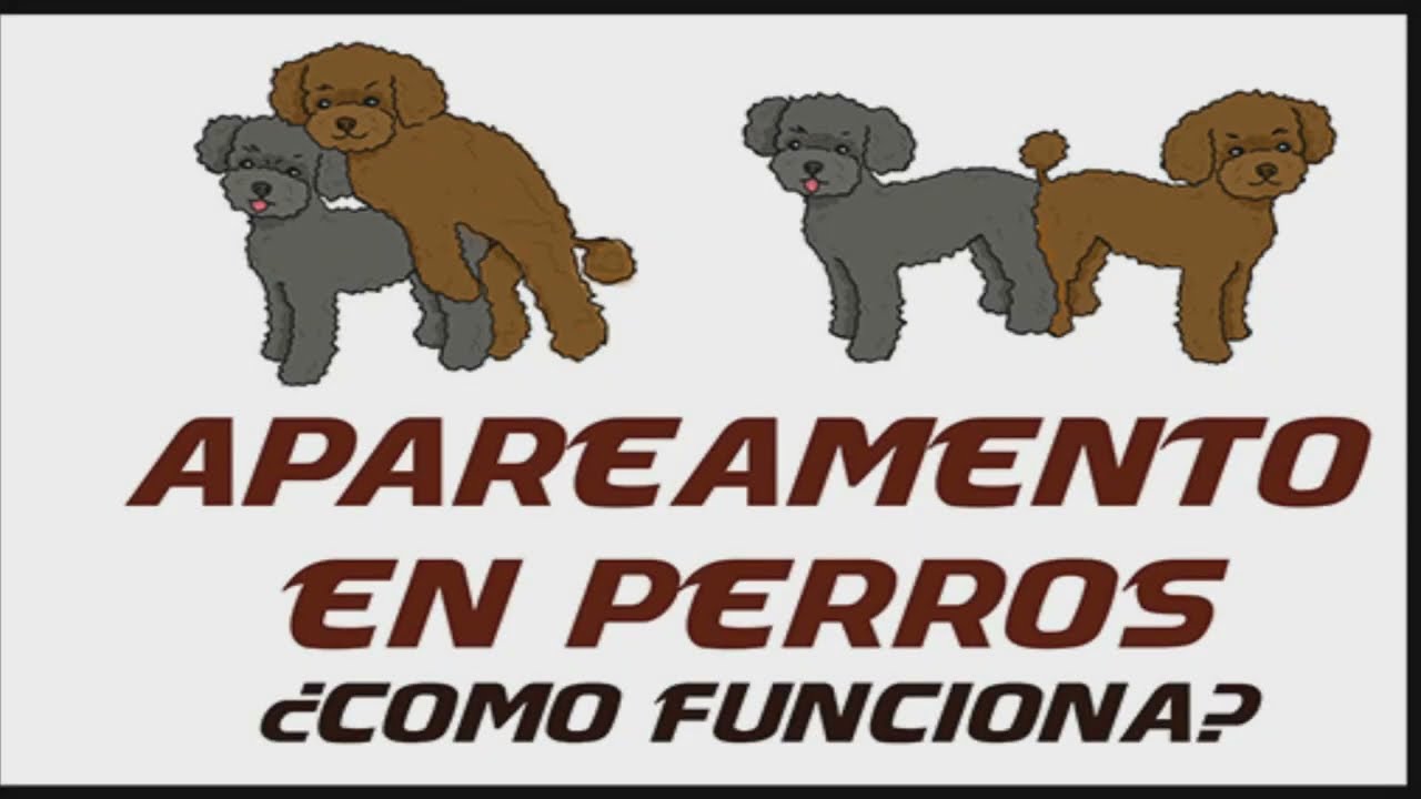 Apareamiento en perros - YouTube