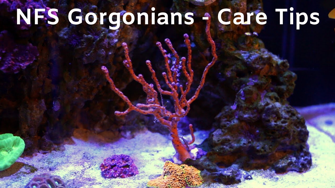 NPS Gorgonians in Your Reef - YouTube