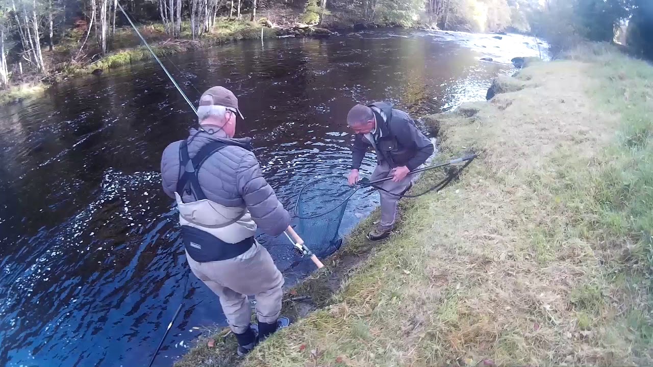 River Alness 2019 - YouTube