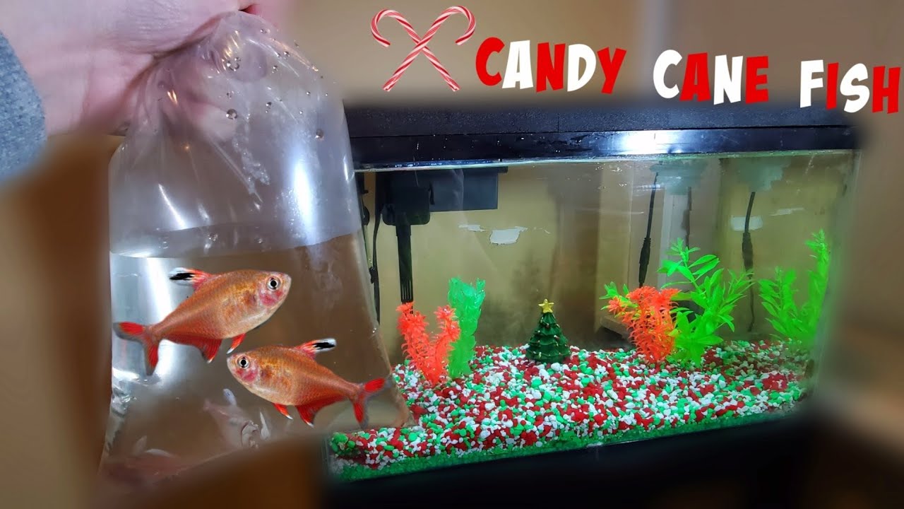 NEW *CANDY CANE* Fish For CHRISTMAS Aquarium - YouTube