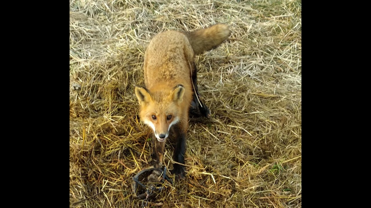 Red fox in a hay set #fox trapping #red fox - YouTube