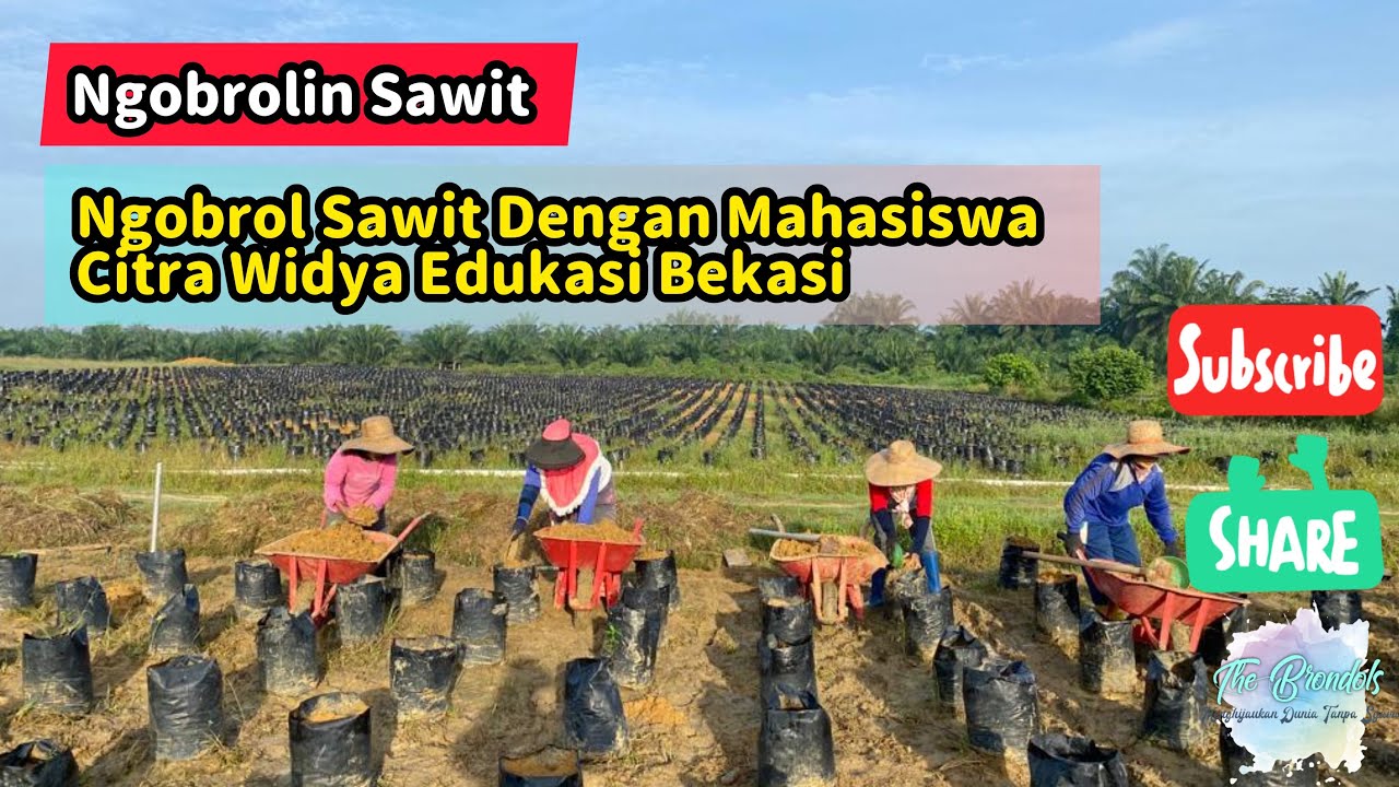 Ngobrololin Sawit Dgn Mahasiswa Citra Widya Edukasi Bekasi - YouTube