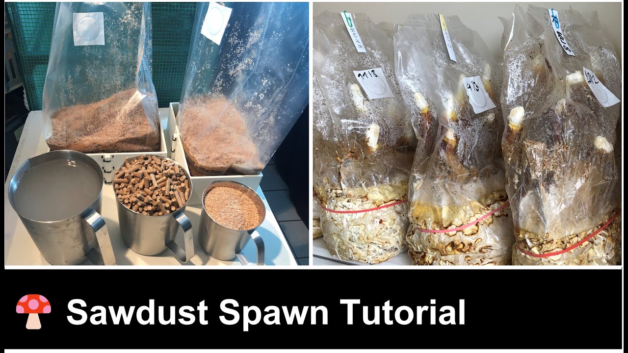 2.3 Mastering Sawdust Spawn - YouTube