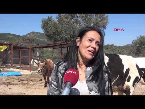 Fenomen boğa 'Ferdinand' sağlıklı bir yaşam sürüyor