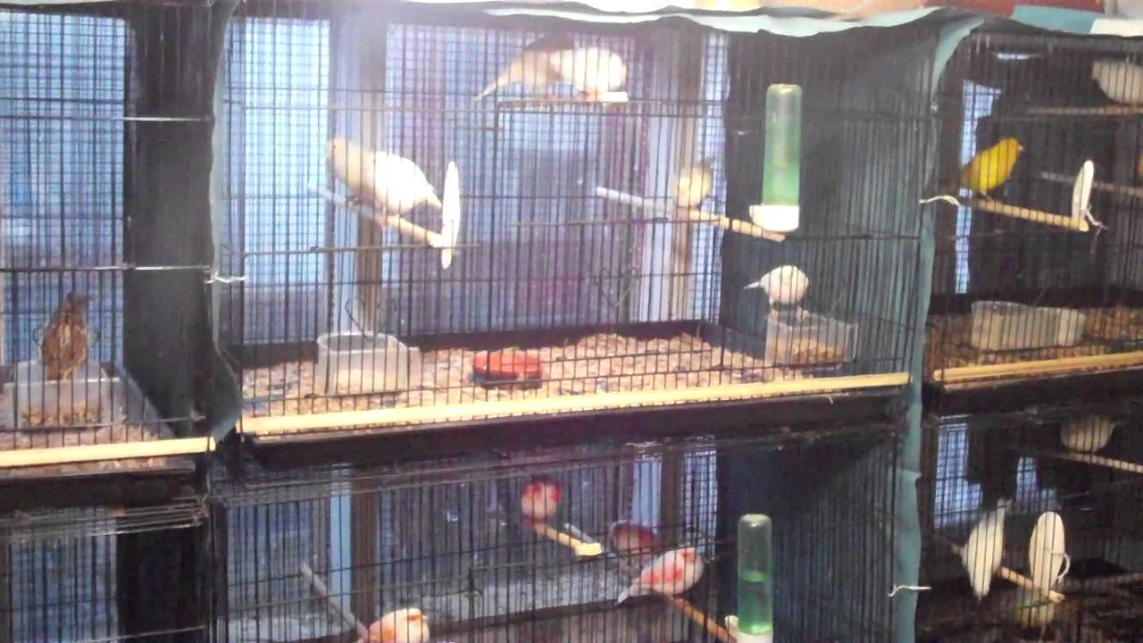 wire bird cages - YouTube