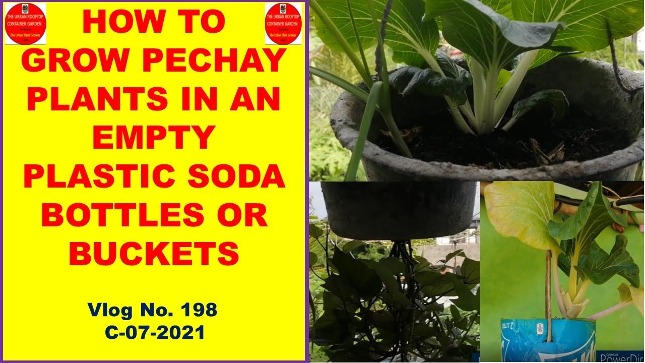 How To Grow Petchay Plants In An Empty Plastic Soda Bottles Or Buckets ...