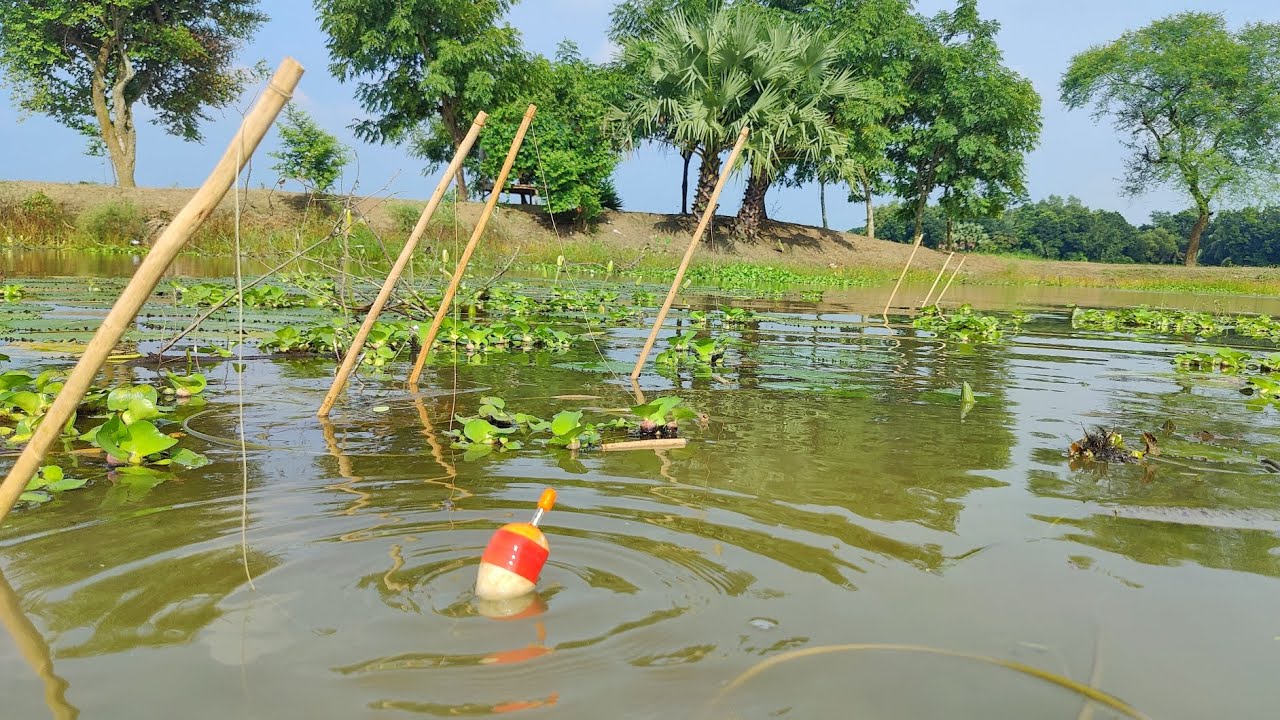 Best Fishing Video By Hook Trap In Pond | Village Boy Catching Fish ...