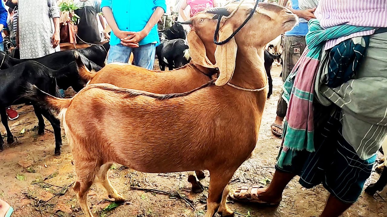 Amazing Bangladeshi Goats market goats||popular Goat Video goat market ...