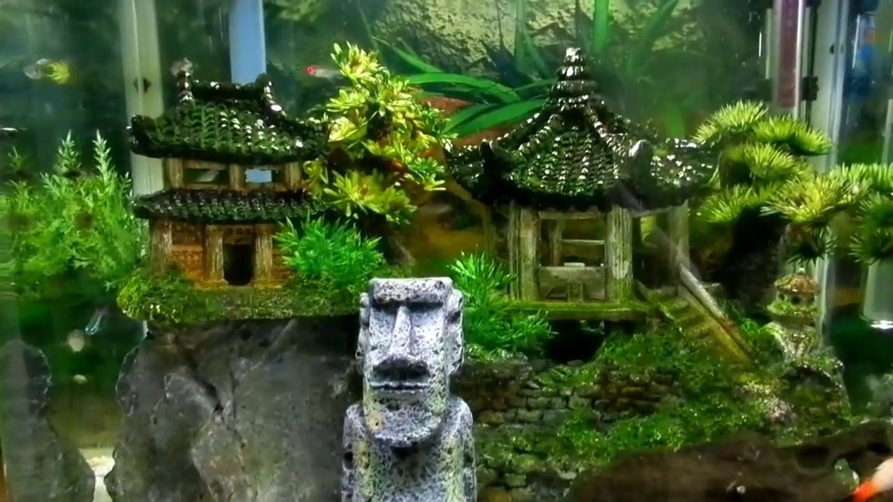 Stonehenge Head - Exotic Aquaristic Property - YouTube