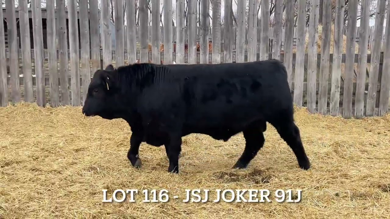 People’s Choice Bull Futurity Entry 116 - JSJ Joker 91J - YouTube