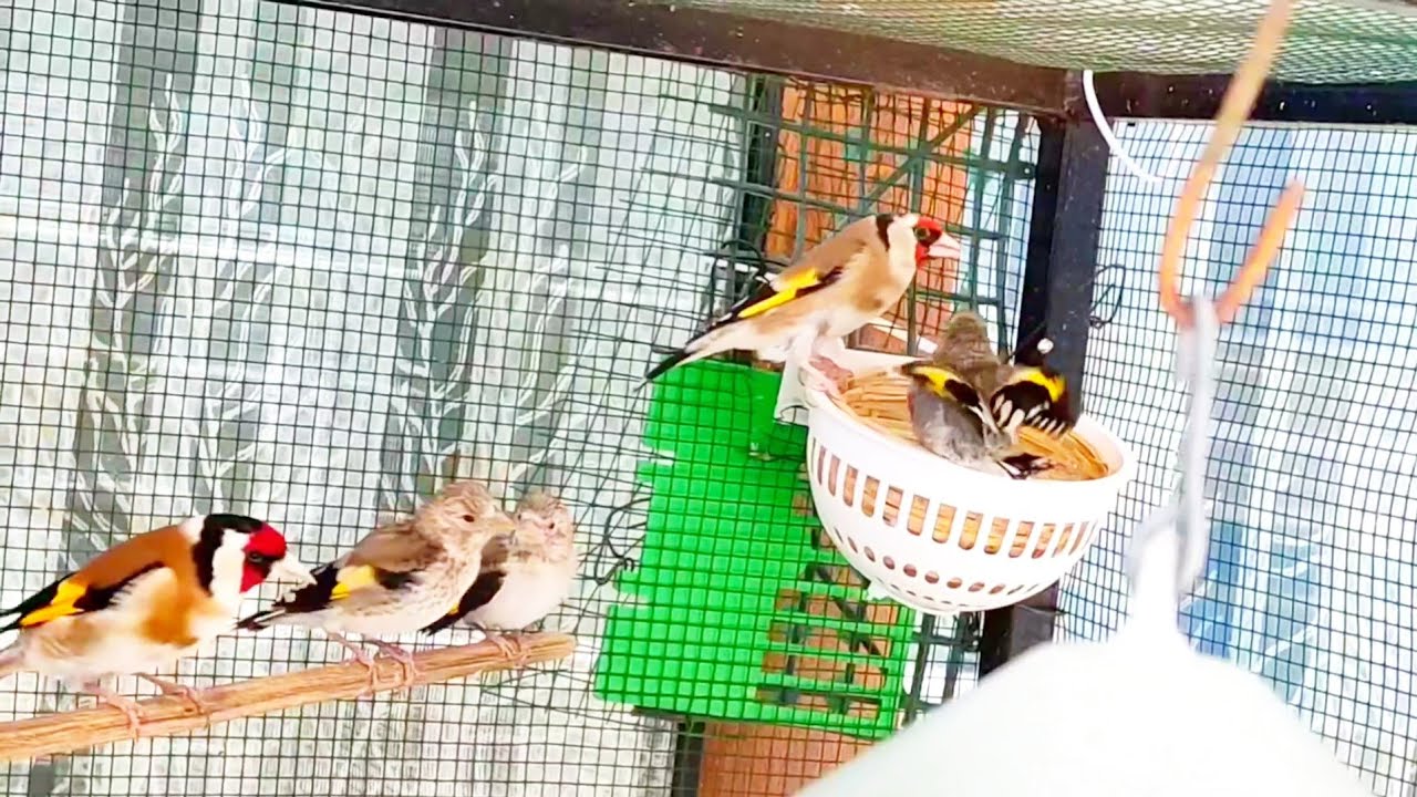 Beautiful and varied scenes of the goldfinch, do not miss it - YouTube