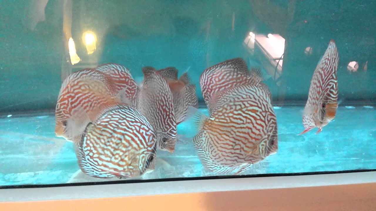 Discus Piwowarski 9 mois - YouTube