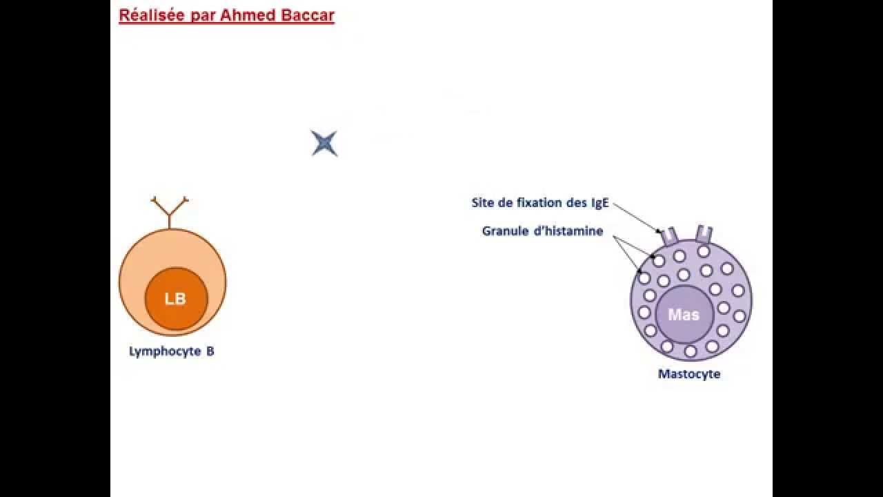 Mécanisme d'une réaction allergique - YouTube