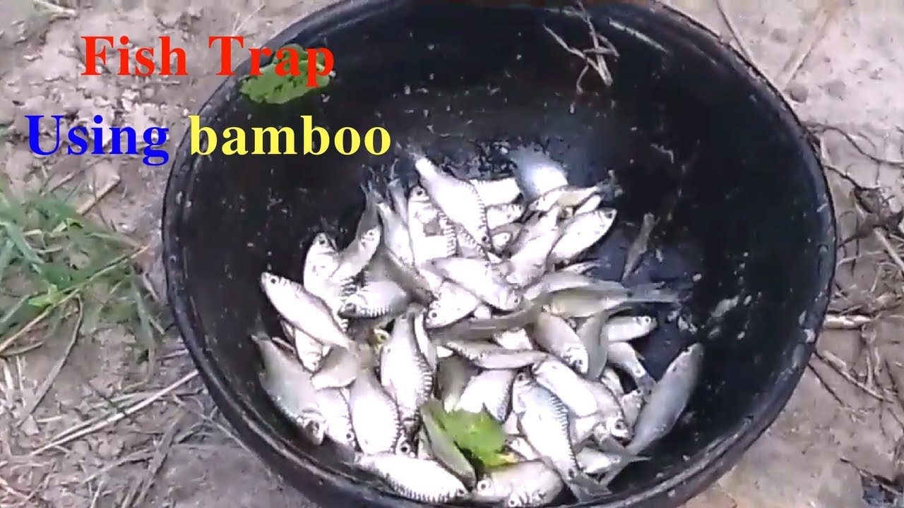 Fishing trap using bamboo net | Fishing from the new technique pond ...