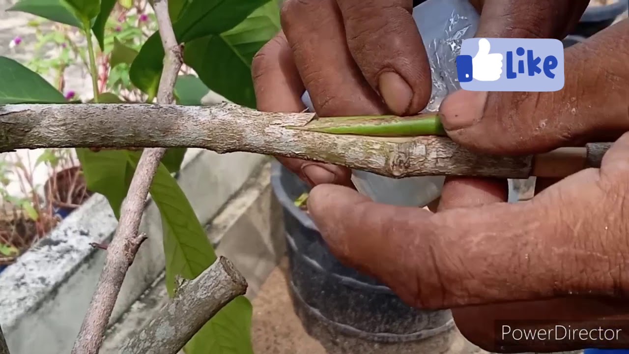 TEkNIK Tutorial stek pucuk JAMBU air KANCING DENGAN JAMBU AIR CITRA ...