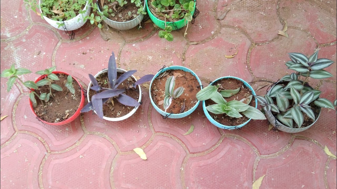 5 varieties of wandering jew/Inch plants in my home #tradescantia - YouTube