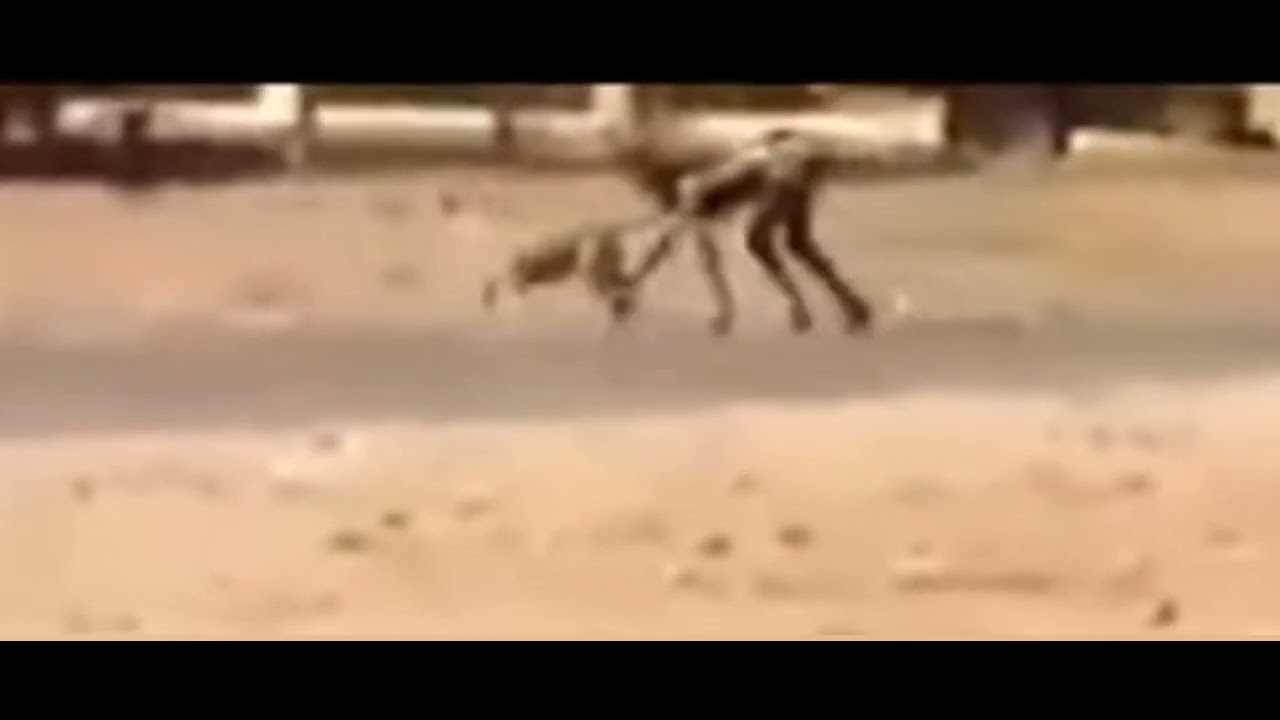 What the heck is this!?! #dogman #SouthAfrica #hybrid Human/animal ...