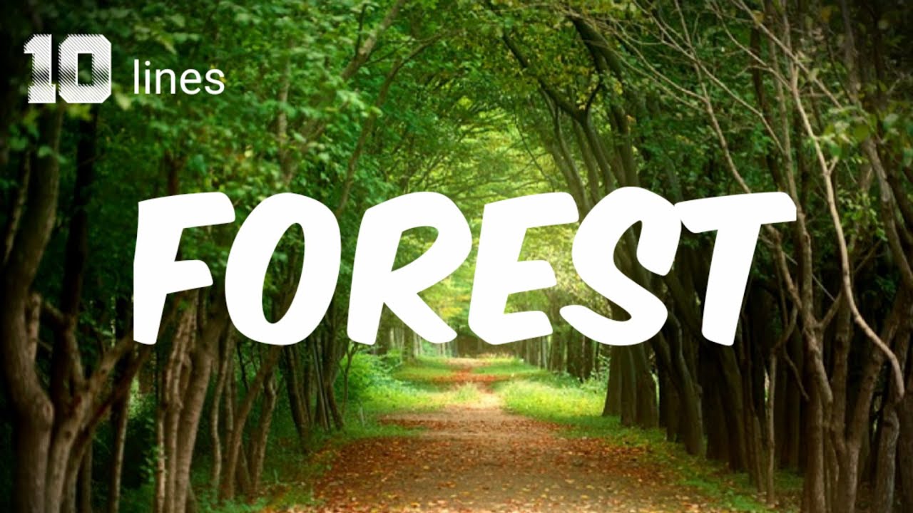 10 lines on forest in English | essay on forest | simple lines on ...