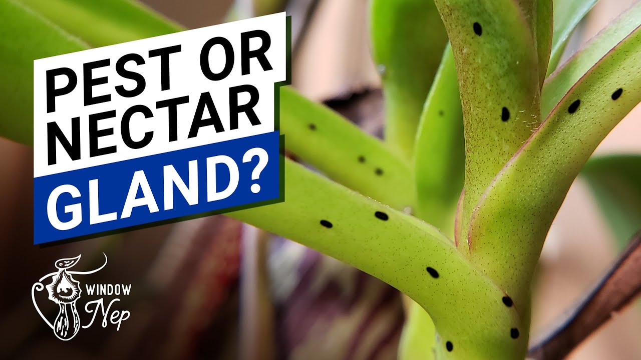 🐝 What Are Nepenthes Nectar Glands 🍯 (don’t confuse them with pest ...