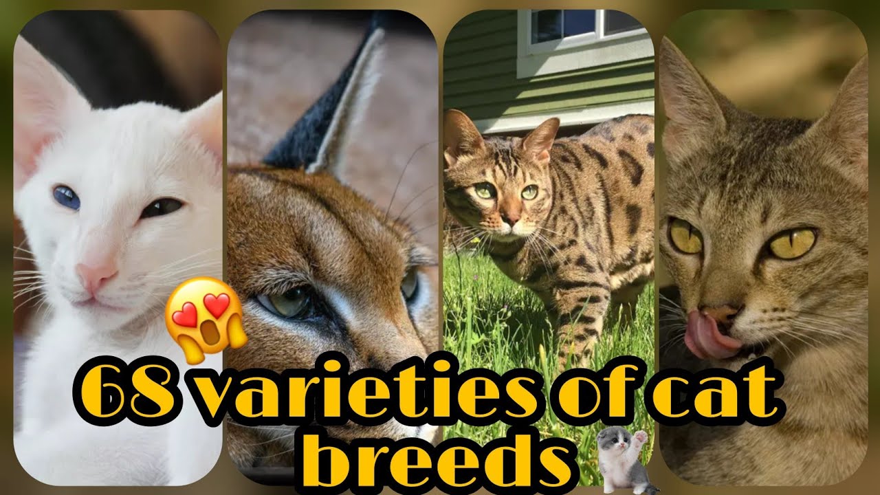 68 varieties of cat breeds 😱 and there names #whityandblacky #cats # ...