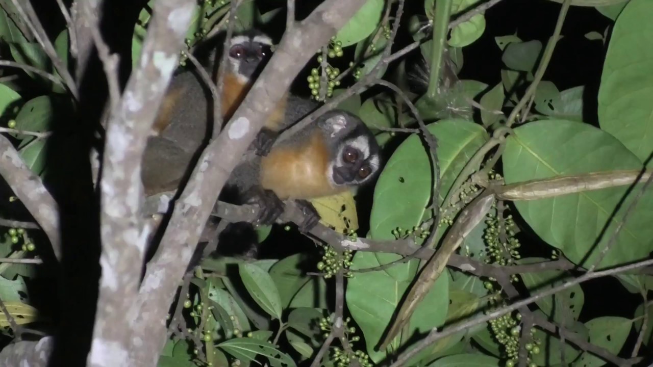 Black-Headed Night Monkeys!!! - YouTube