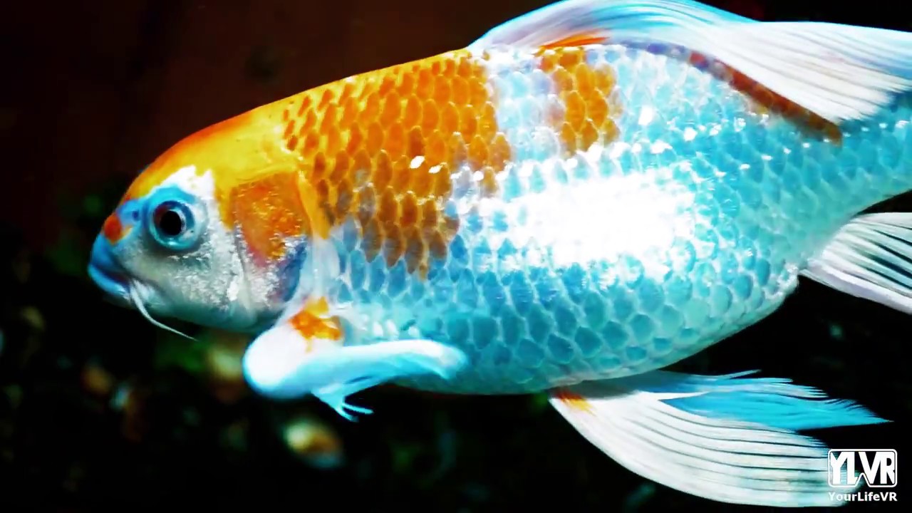 2D - Beautiful Koi Fish! - YouTube
