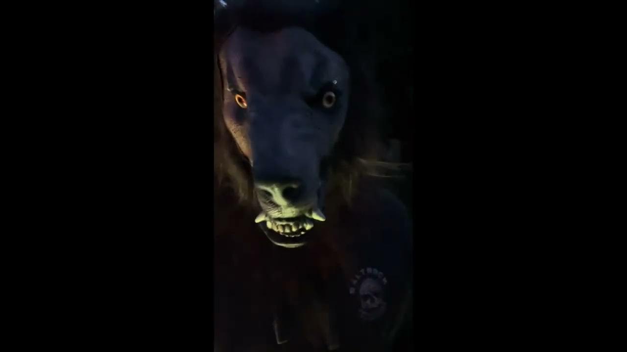 Gerald the werewolf wolf man of Cannock Chase howling in the moonlight ...