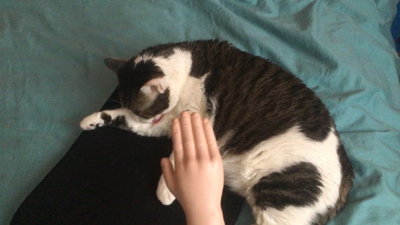 tiny hand petting a cat - YouTube
