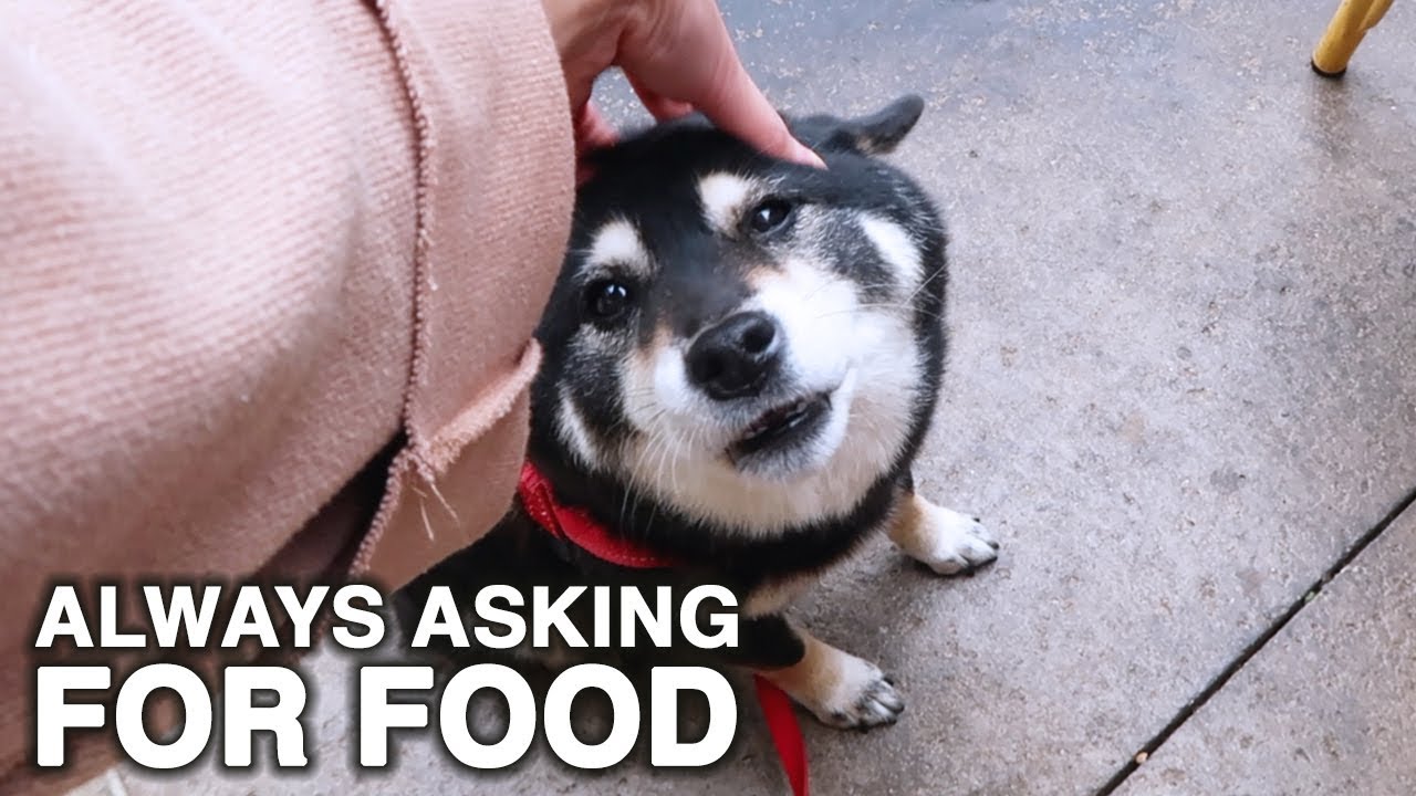 DOG ALWAYS ASKING FOR FOOD | WahlieTV EP557 - YouTube