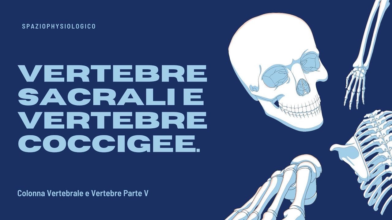 Vertebre Sacrali e Vertebre Coccigee (Colonna Vertebrale e Vertebre ...