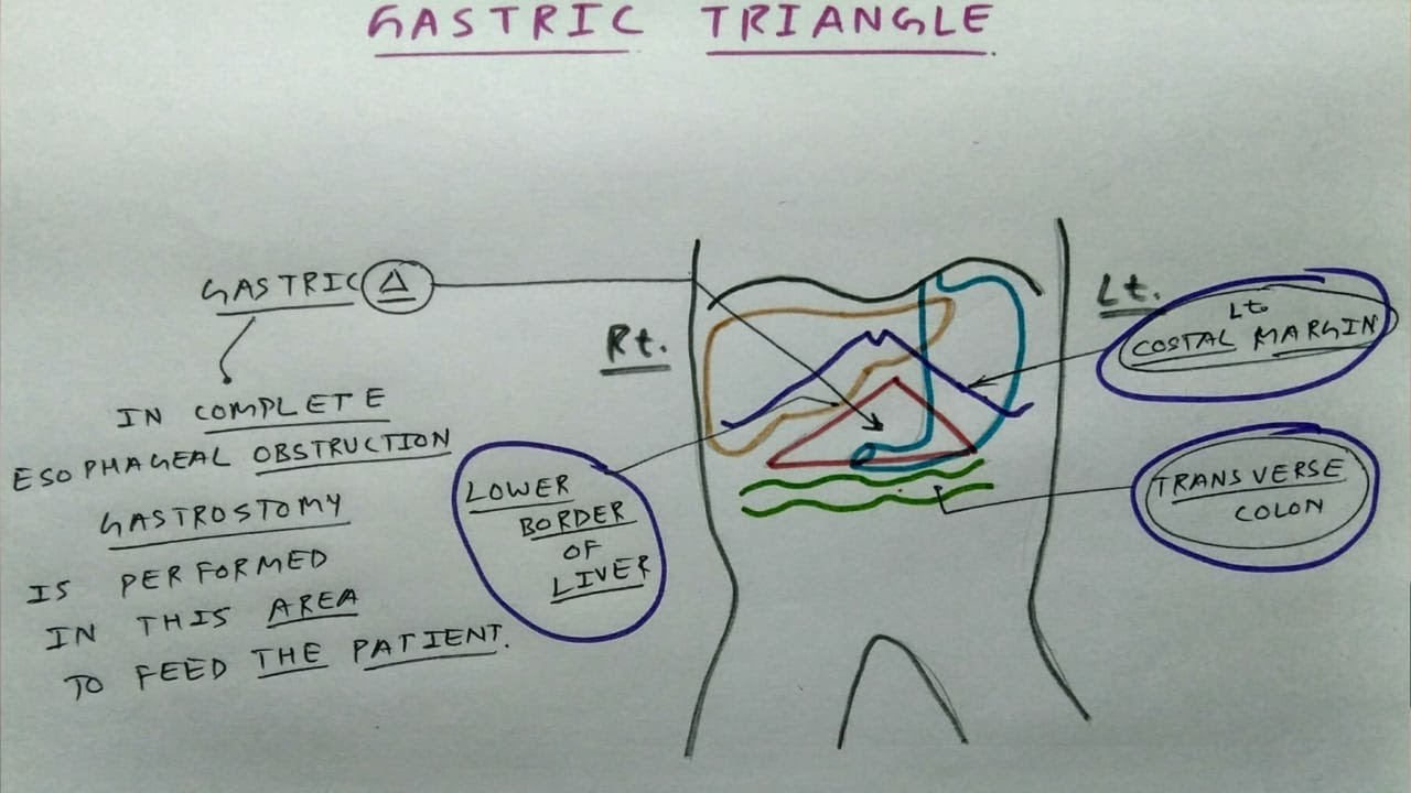 Gastric triangle | TCML - YouTube
