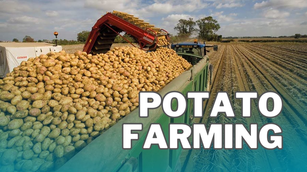 Modern Potato Harvesting & French Fries Production: From Field to ...