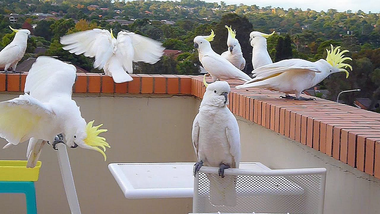 Magnificent Wild Cockatoo Courtship Behavior - YouTube
