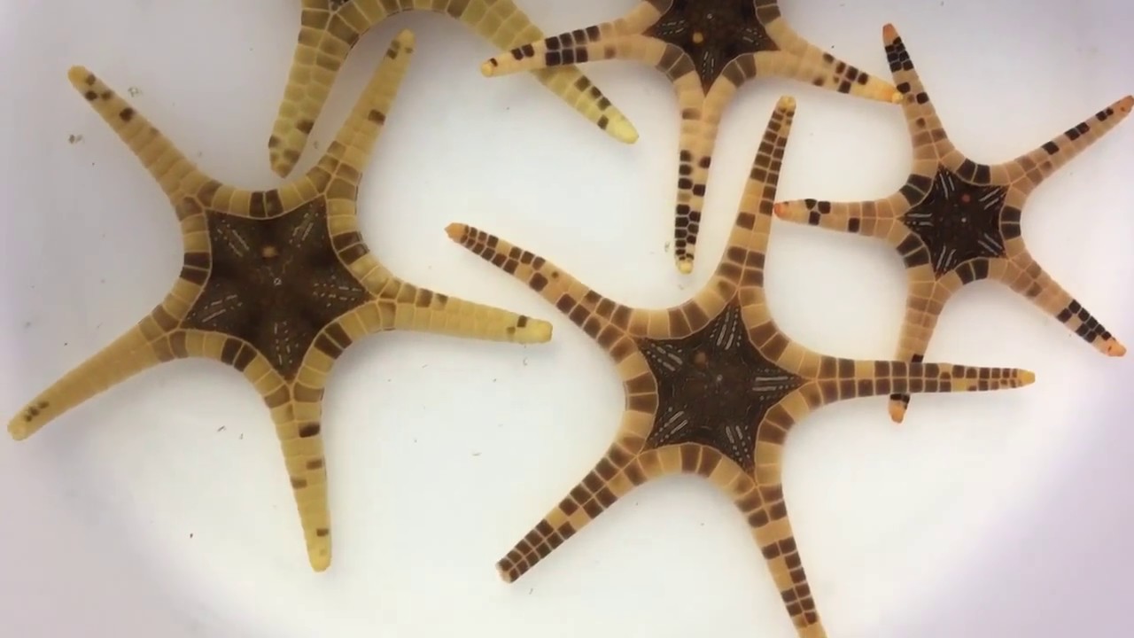 Ultra Double Tile Starfish - YouTube