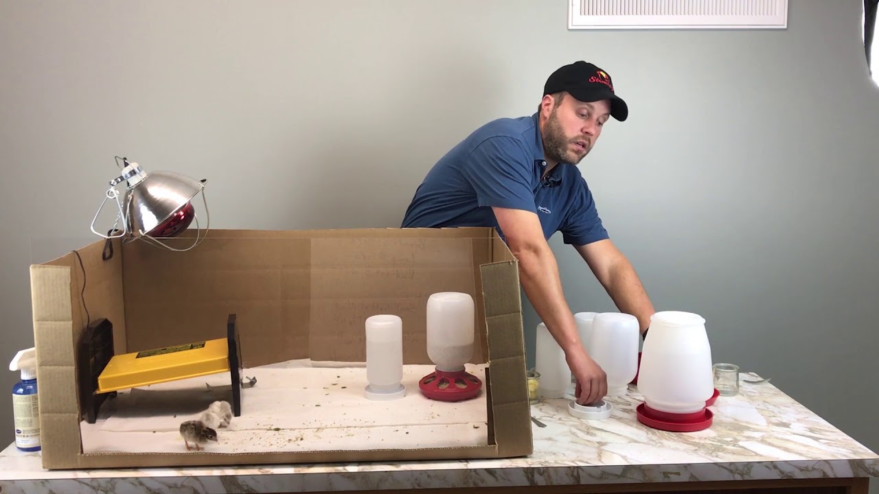 Baby Chick Care Basics - YouTube