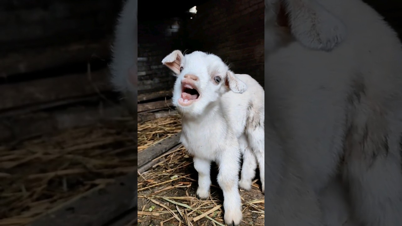 baby goat - YouTube