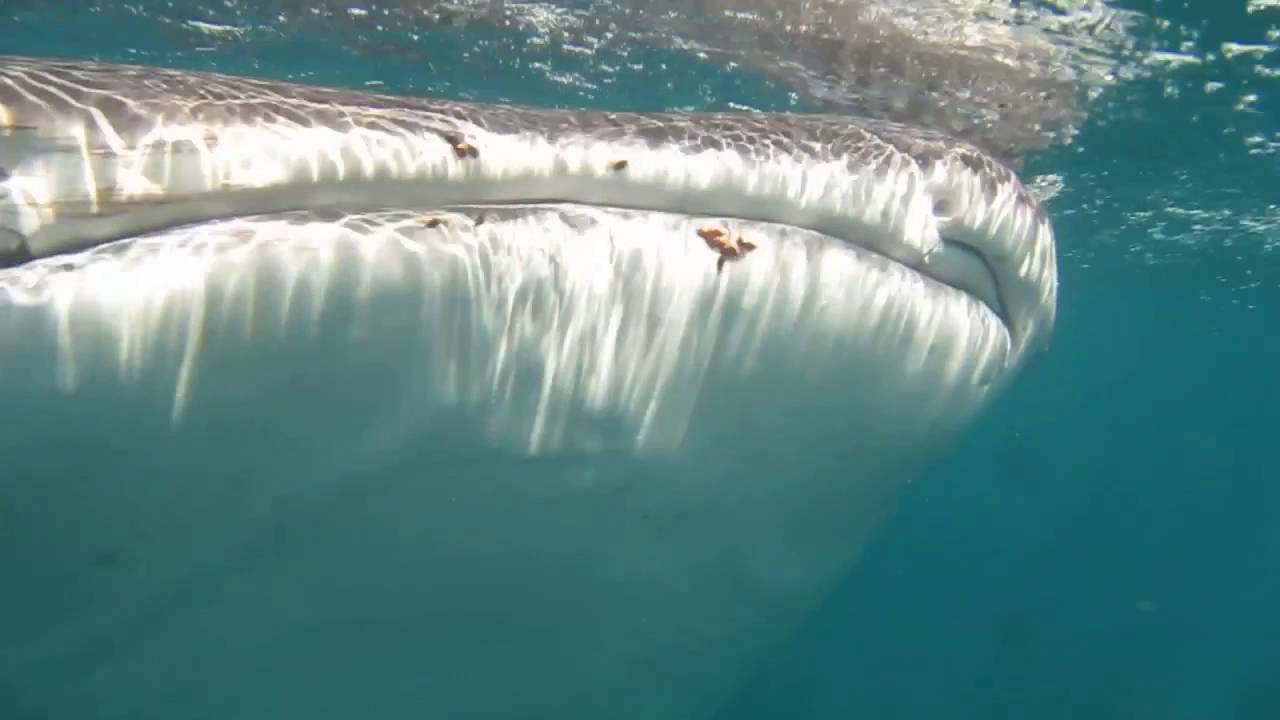 Requin baleine à Bali - YouTube